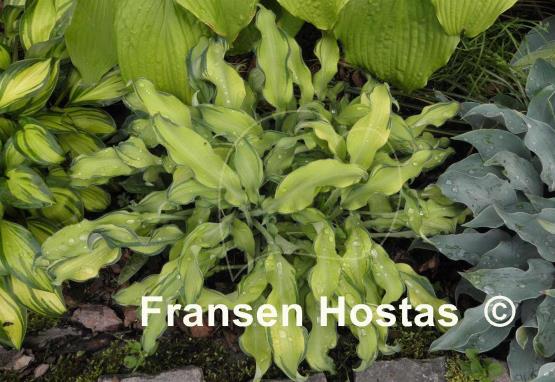 Hosta Ripple Effect - Fransen Hostas